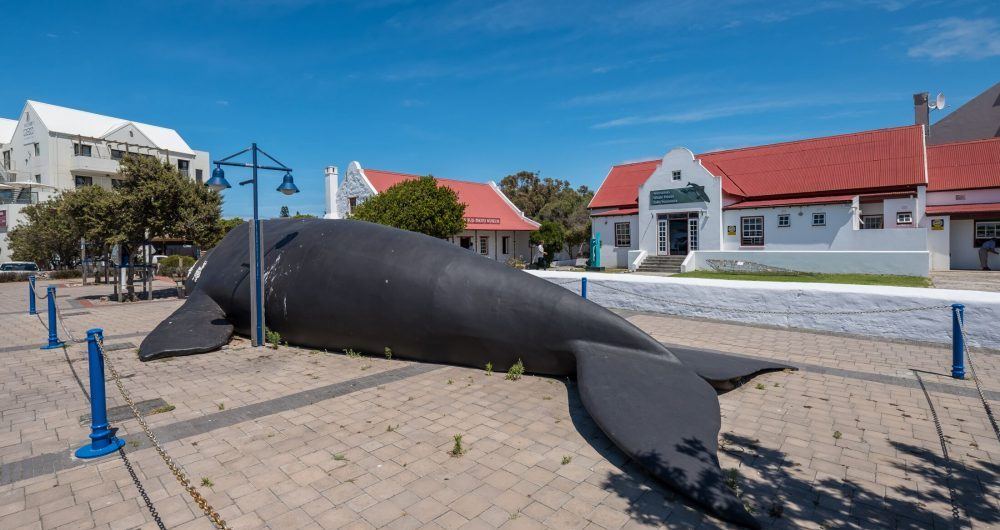 Hermanus - Wale - die Top 10 Sehenwürdigkeiten-Reisezeit