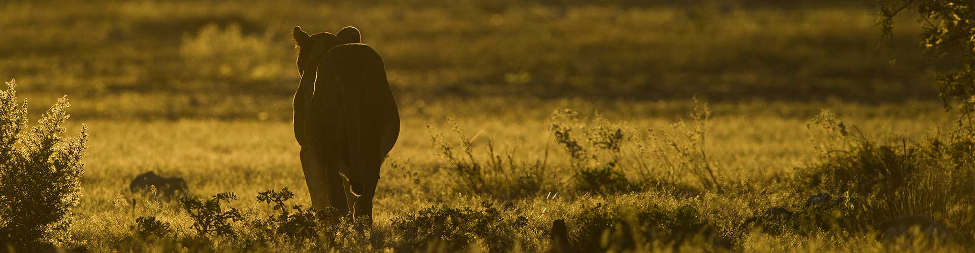 Mahango Game Reserve | Informationen zum Park | günstig buchen